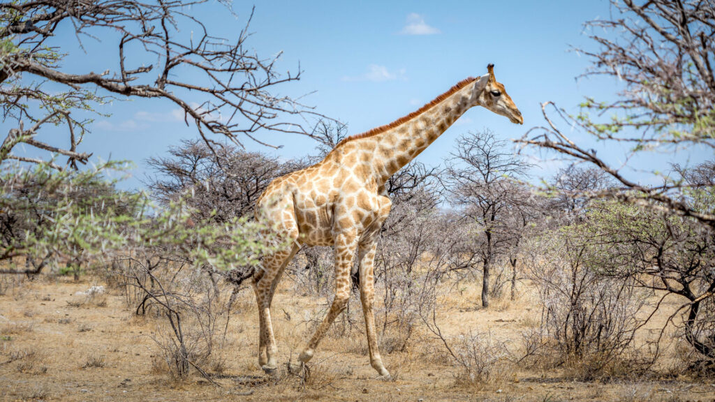 12-day itinerary to discover the fabulous Namibia - Millevista