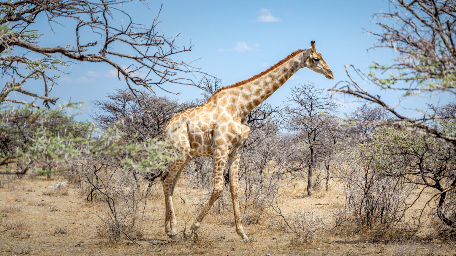 12-day itinerary to discover the fabulous Namibia - Millevista