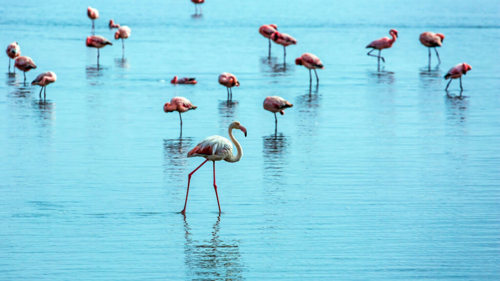 12-day itinerary to discover the fabulous Namibia - Millevista